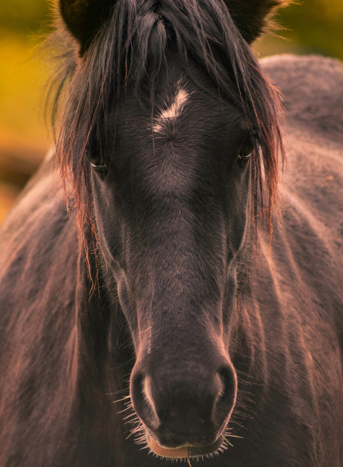 The Challenge of Addressing Obesity in Horses, Ponies and Donkeys - HBCA