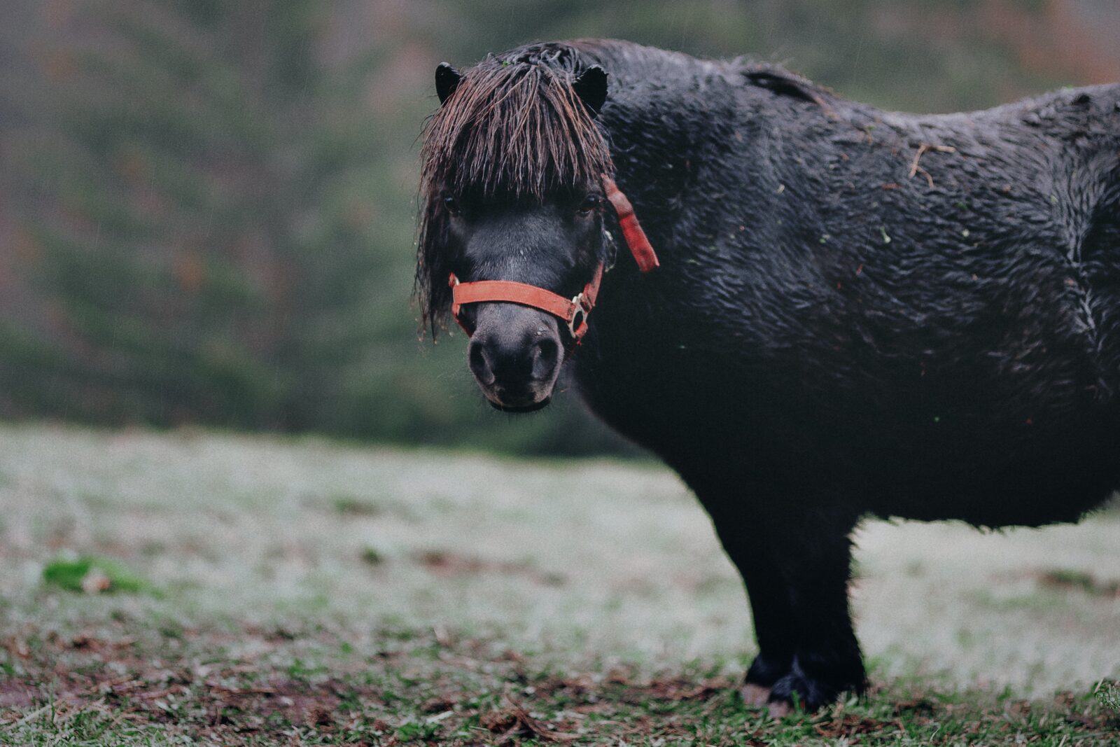 The Challenge of Addressing Obesity in Horses, Ponies and Donkeys - HBCA